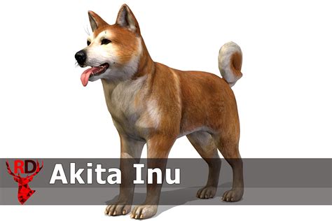 Dog Akita Inu 3d 动物 Unity Asset Store