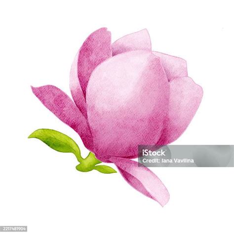 분홍색과 흰색 목련은 작은 녹색 잎을 피웁니다 흰색 배경에 수채화 고립 된 요소입니다 차 포장 디자인을 위한 손으로 그린 꽃 개화에 대한 스톡 벡터 아트 및 기타 이미지