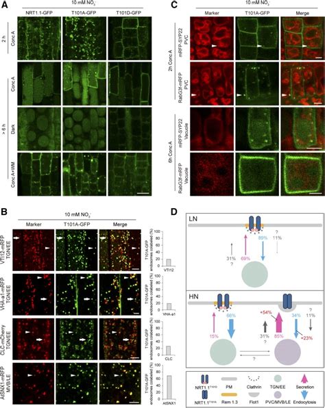 Phosphorylation Mediated Dynamics Of Nitrate Transceptor Nrt11