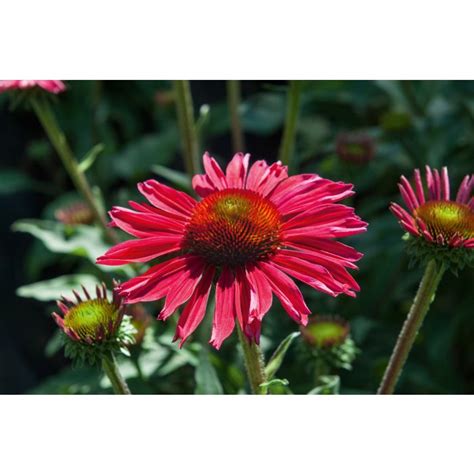 Echinacea Kismet Raspberry