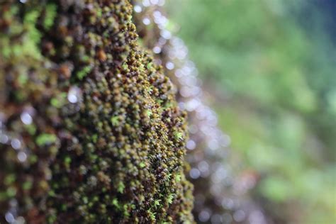 35mm 사진 가을 가을 꽃 관념적인 기념일 꽃 꽃 배경 꽃 예술 꽃다발 녹색 신선함 녹지 대자연 마이크로 세계 무성한 바탕화면 배경 사진