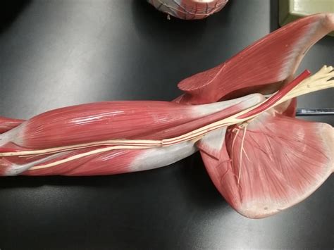 Brachial Plexus Diagram Quizlet