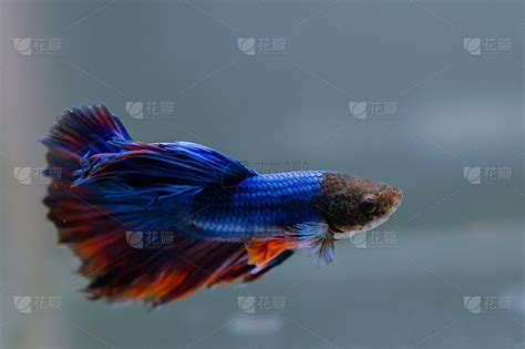 美丽的观赏鱼