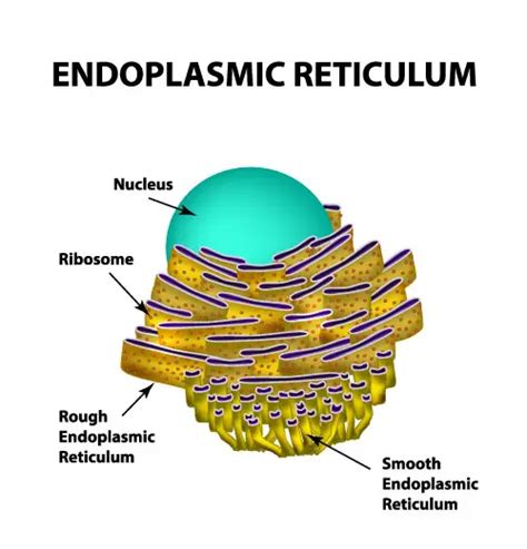 Endoplasmic Reticulum Education Site