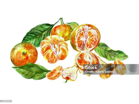 귤 그림 템플릿 와 오렌지 과일 와 잎 수채화 손으로 그린 요소 흰색 배경에 고립되어 있습니다 맛있는 과일 클립 아트 그림입니다 라벨 냅킨 수건 식기에 사용 가을 단풍에