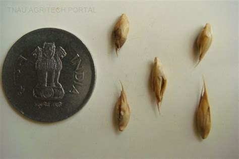 Tree Seeds Identification