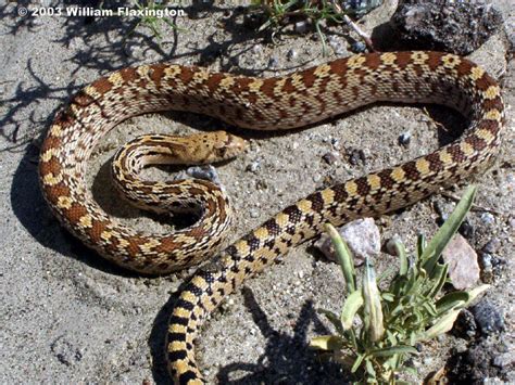 Sonoran Gophersnake Pituophis Catenifer Affinis