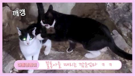 놀다가 12시간 만에 돌아온 아들 패는 깜순 엄마 ㅋㅋㅋ 길고양이 새끼고양이 고양이모성애 Youtube
