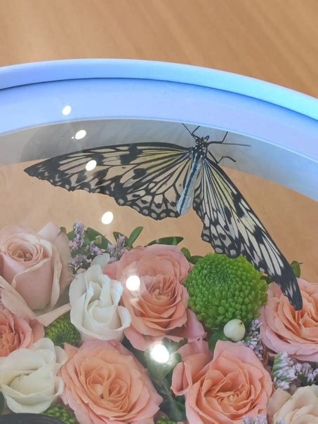 Живые бабочки это удивительное чудо Почему они сидят так спокойно Ответ простой Перекормлены