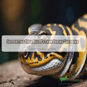 Ball Python Shedding 101 Insider Tips For Stress Free Molting Success