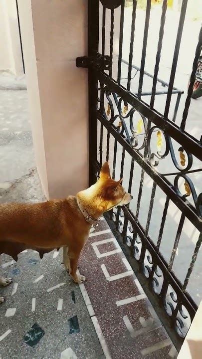 Luse Cute Funnyvideo 🐕 Youtube