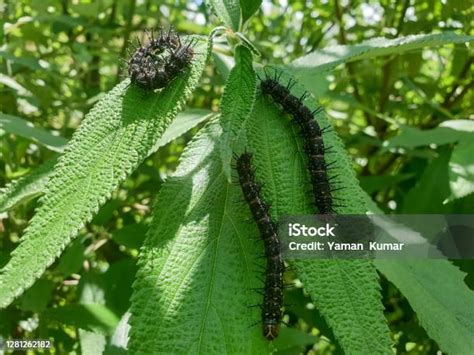매크로 사진 검은 색과 뾰족한 애벌레의 클로즈업 샷 검은 거북이 껍질 애벌레 검은 애벌레 선택적 초점과 배경 흐림 공작 나비의 사진 0명에 대한 스톡 사진 및 기타 이미지