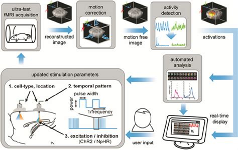 Schematic Of A High Throughput Closed Loop Ofmri System Fmri Images Download Scientific