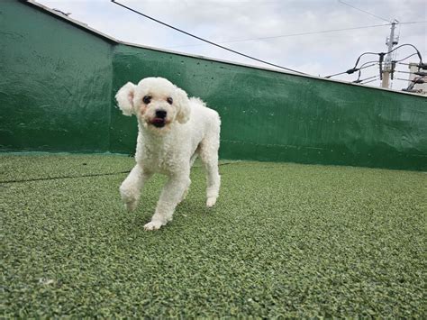 비숑프리제푸딩 강아지책임분양 강아지분양 고양이분양 컴투펫 시츄 셔틀랜드쉽독 말티푸 미니핀 치와와 요크셔테리어 포메라니안 말티즈 분양