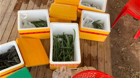 ថ្ងៃនេះបង្កងចេញច្រេីនកេះណាស់🦞🦞🦞 Youtube