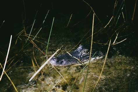 Everglades On Tumblr