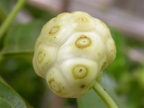 阔苞菊 快懂百科