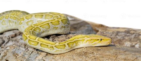The Albino Python Molurus Snake Is A Large Non Venomous Python It Is Often A Pet 50063812