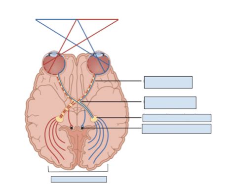 Visual Pathway In Brain — Printable Worksheet