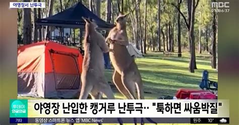 [와글와글] 야영장 난입한 캥거루 난투극‥툭하면 싸움박질