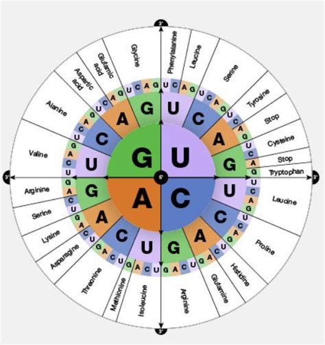 If You Made The Genetic Code Table Used For Finding Out Someones Mbp What Would It Look Like