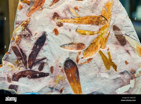 Fossil Leaves Of Seed Fern Glossopteris Sp With Vivid Colors Permian To Triassic Age Stock