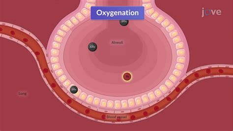 Video Physiology Of Respiration I Functions Of The Respiratory System