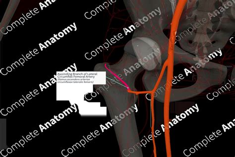 Ascending Branch Of Lateral Circumflex Femoral Artery Left Complete