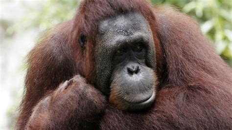 How Did Humans Develop A Precision Grip World Economic Forum