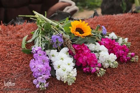 برداشت گلهای شب بو در روستای شبیشه شهرستان حمیدیه خوزستان Fpi Mag