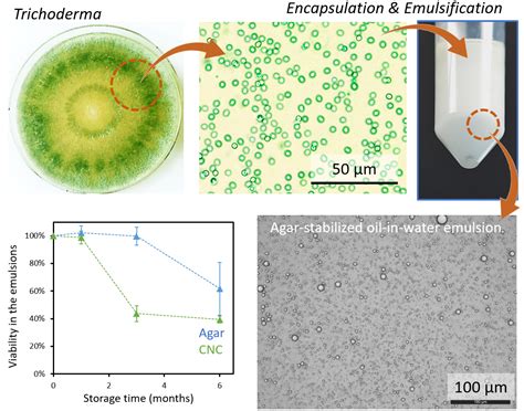 Biopolymer Stabilized Emulsions For The Encapsulation Of Trichoderma