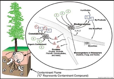 Phytodegradation Process This Figure Depicts The Phytodegradation