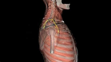 Le Nerf Suprascapulaire Est La Branche Latérale Du Tronc Supérieur Du Le Nerf Suprascapulaire Est La Branche Latérale Du Tronc Supérieur Du
