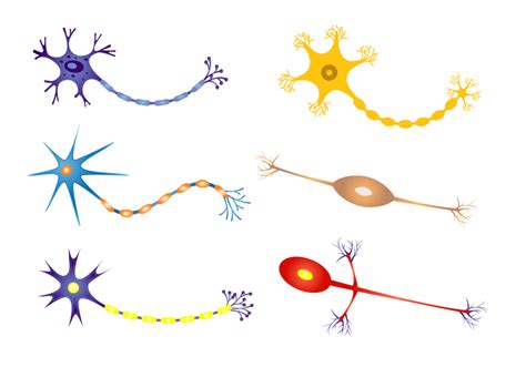Free Neuron Vector 118115 Vector Art At Vecteezy