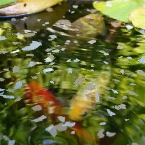 How To Reduce Turbidity In Pond Water Methods Pond Informer