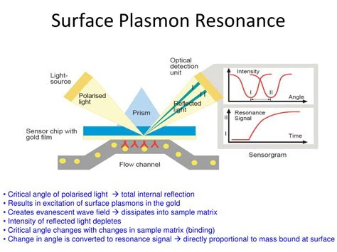 Ppt Characterisation Of Molecular Interactions Using Surface Plasmon Resonance Biacore