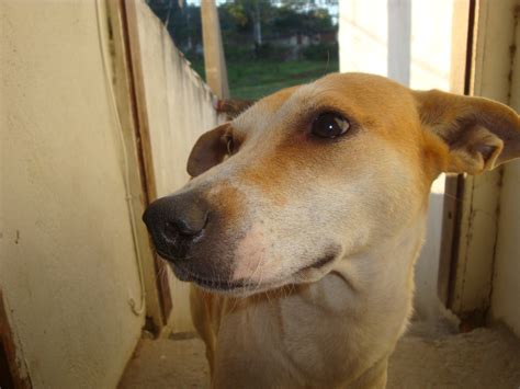 Proteção Aos Animais Cadela Prenha Precisa De Um Lar Temporário Com