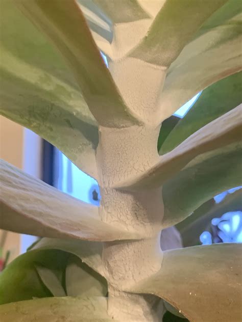 My Kalanchoe Has A Bunch If White Stuff On The Stems—is This Normal Or Is It Powdery Mildew Or