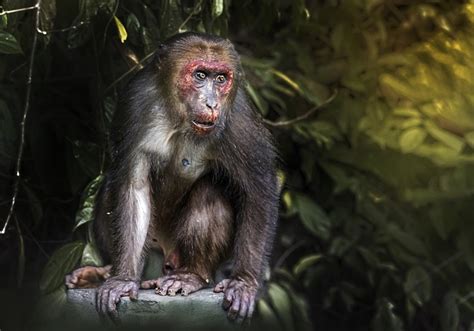 Stump Tailed Macaque Free Photo On Pixabay Pixabay