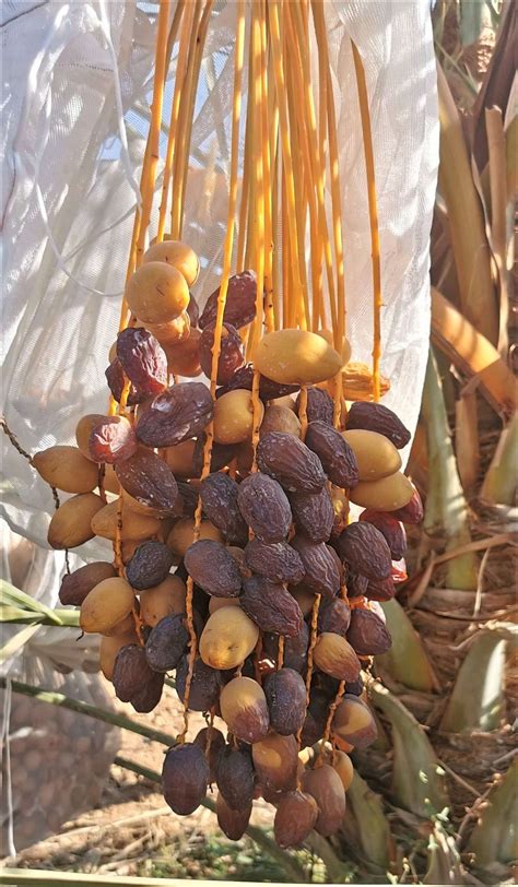 Madjool Dates 5kg Kabri