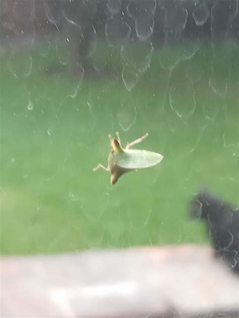 Help Identifying Bugs Rvegetablegardening