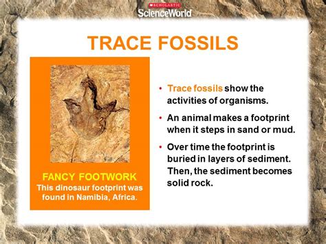 Types Of Fossils Ms Postons 3rd Grade Class