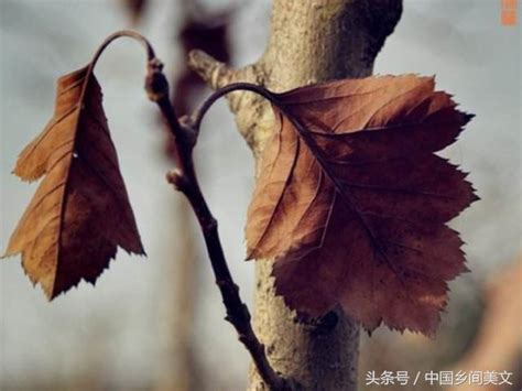 我在荒涼的路口等了一年又一年 每日頭條