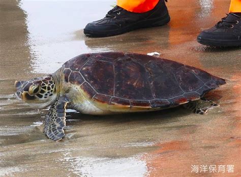 頭城驚見死亡綠蠵龜！宜蘭今年12起海龜擱淺僅3隻存活 新頭殼 Line Today