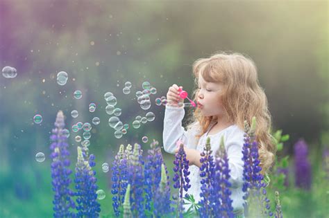 루핀과 필드에서 걷는 곱슬 머리를 가진 작은 금발 소녀 비누 거품을 불고 여름 저녁 4 5세에 대한 스톡 사진 및 기타 이미지 4 5세 걷기 공원 Istock