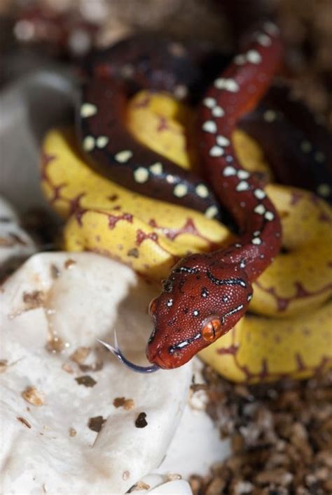 Green Tree Python Babies Slither Into Houston Zooborns
