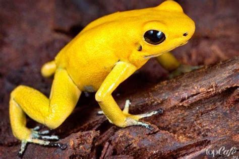 Самые ядовитые лягушки в мире ТОП 13 ФОТО