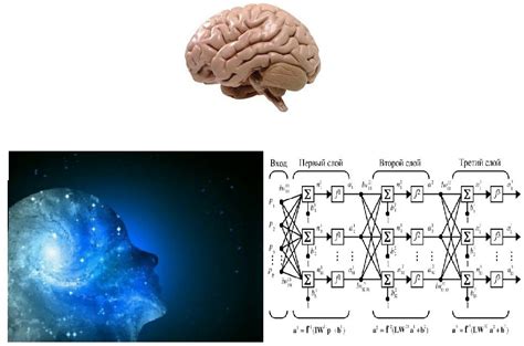 Create Meme The Brain Neuroplasticity Of The Brain Brain