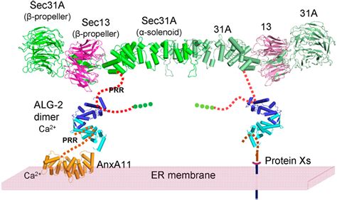Adaptor Protein Complex 2 Clathrin Adaptor Protein Complex 2 Clathrin