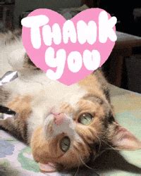 Thank You Cat 